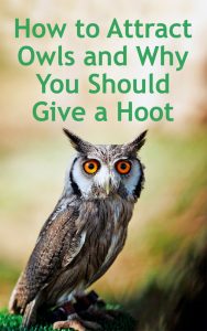 How to Attract Owls and Why You Should Give a Hoot - Countryside